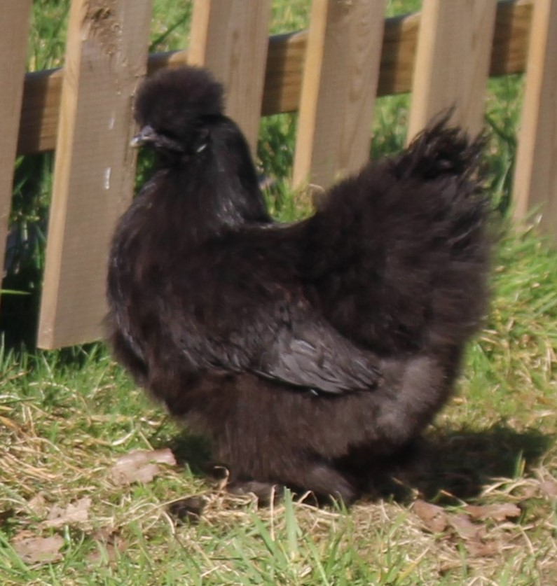 La poule de soie - Tiny Fairy House