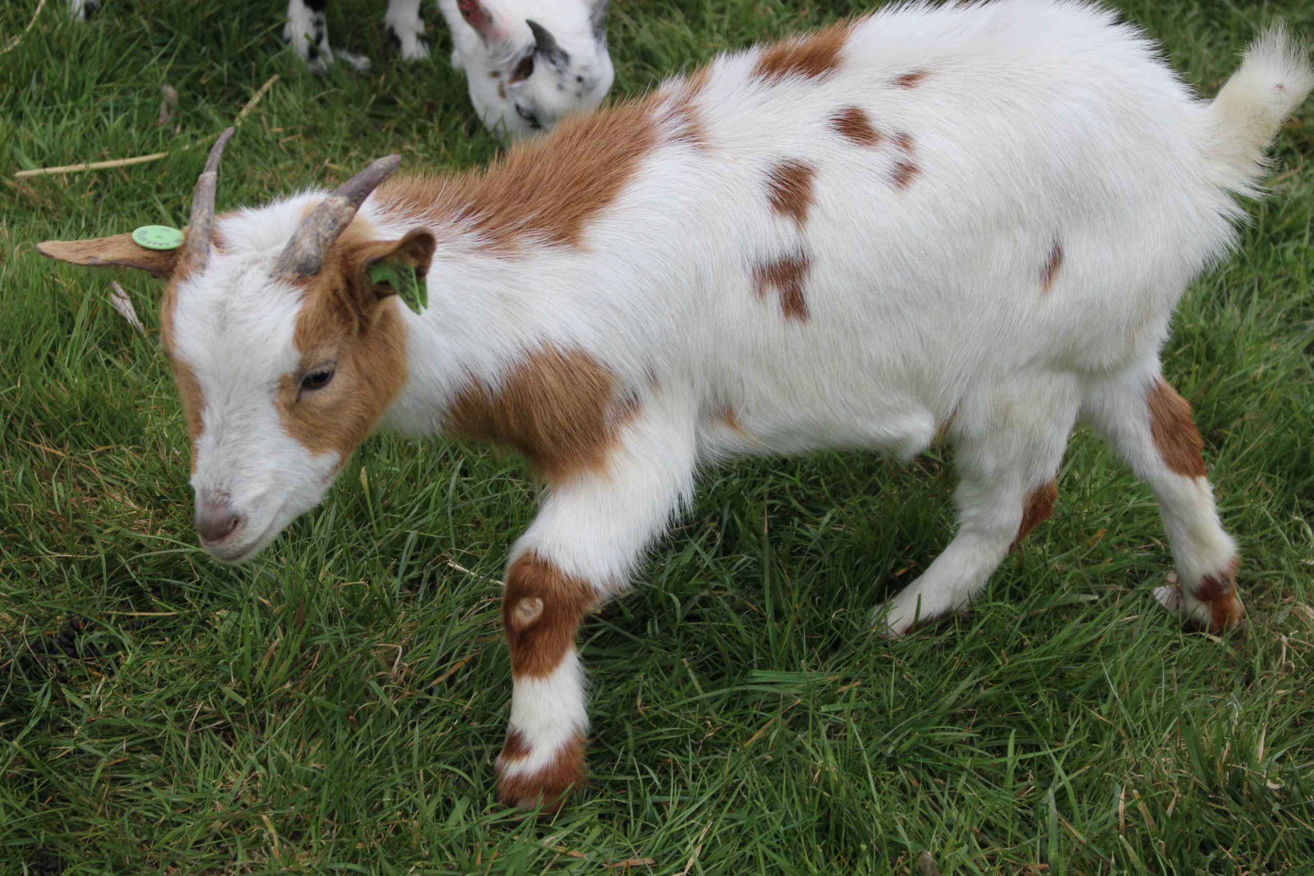 La chèvre miniature - Tiny Fairy House