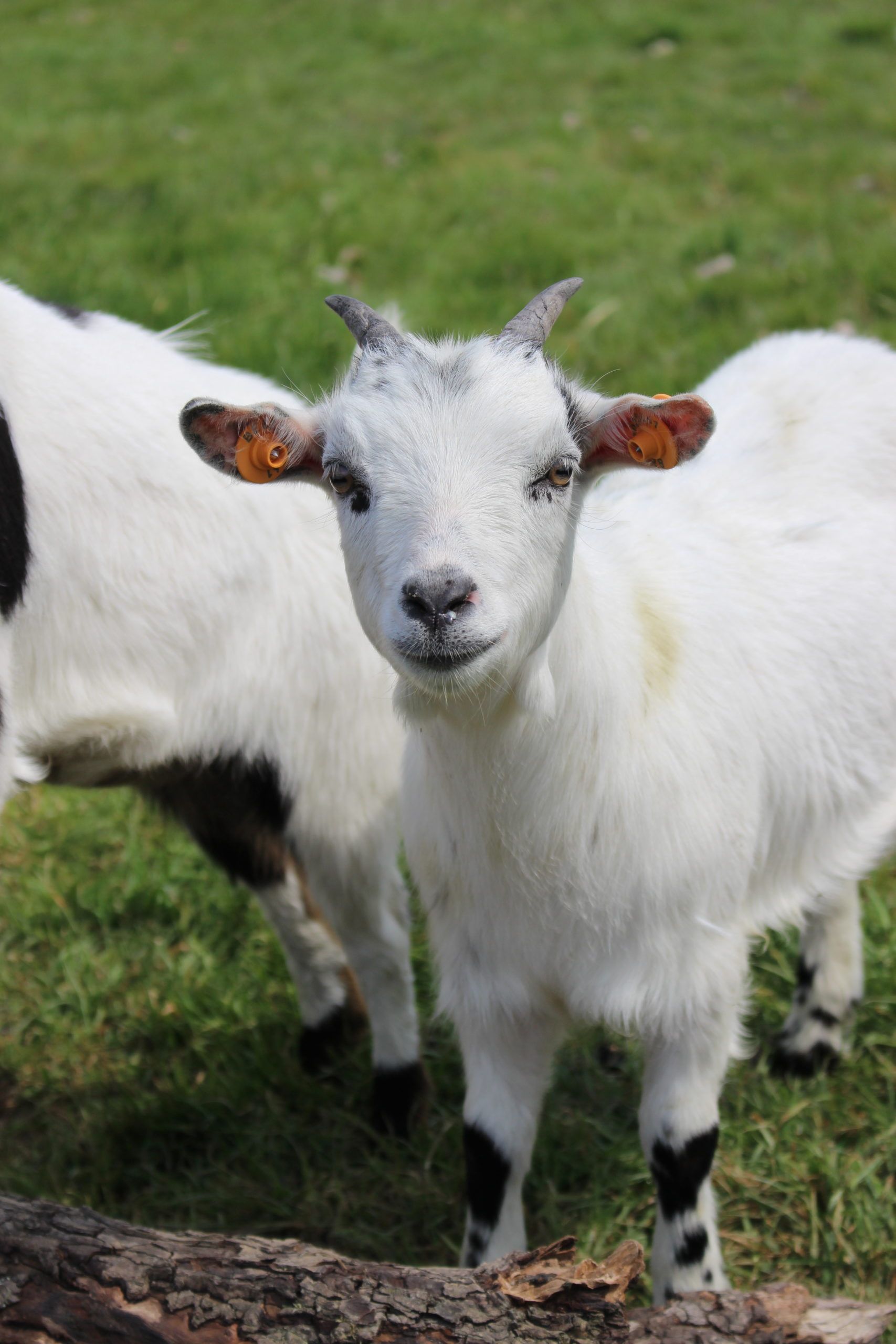 Nos chèvres - Tiny Fairy House