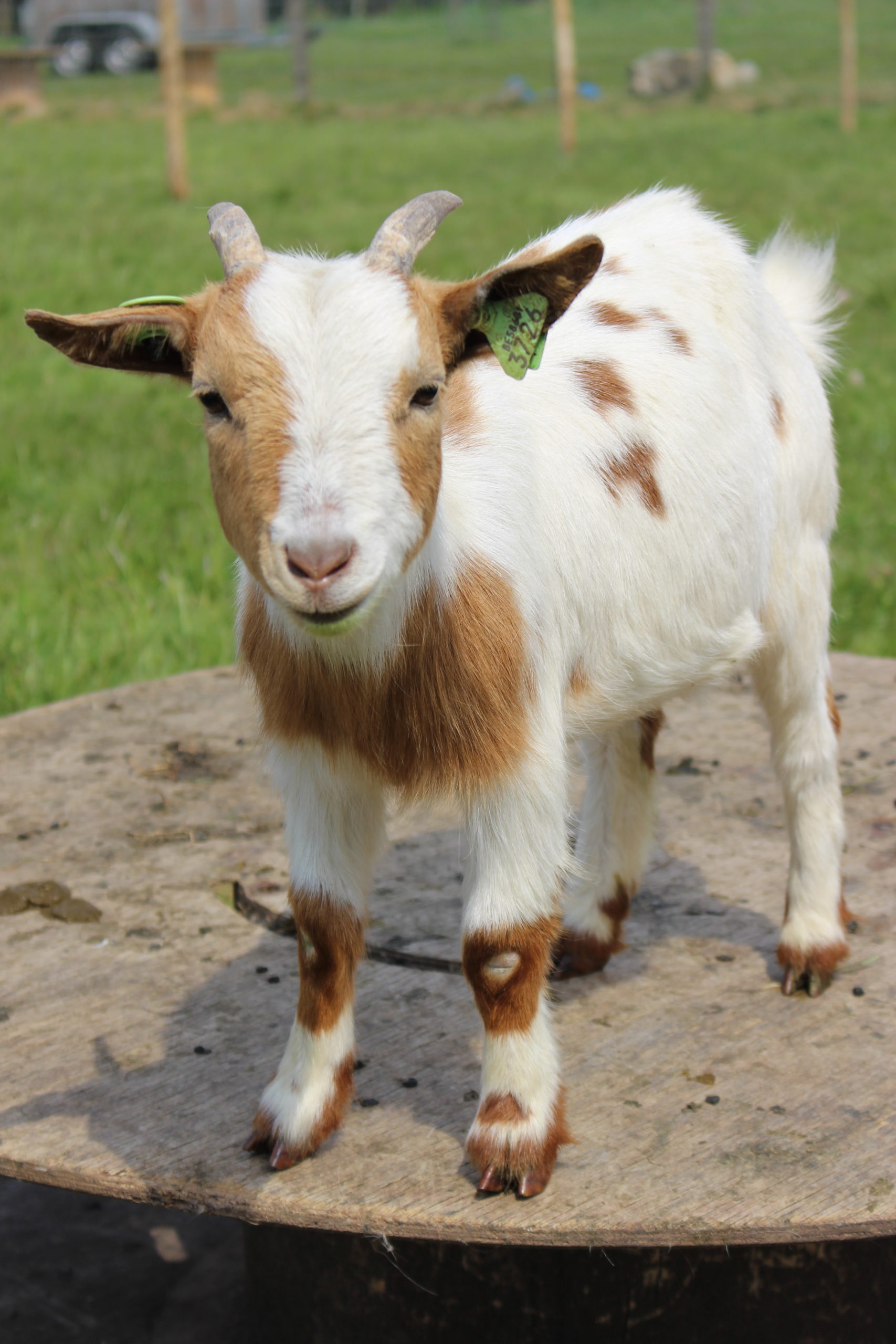 Nos chèvres - Tiny Fairy House
