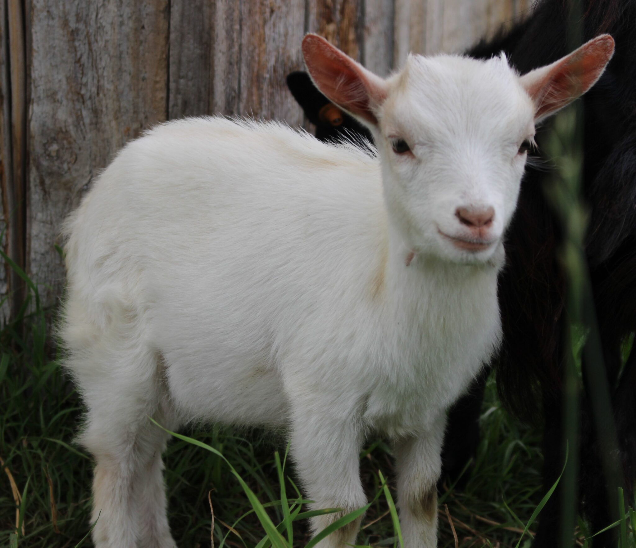La chèvre miniature - Tiny Fairy House