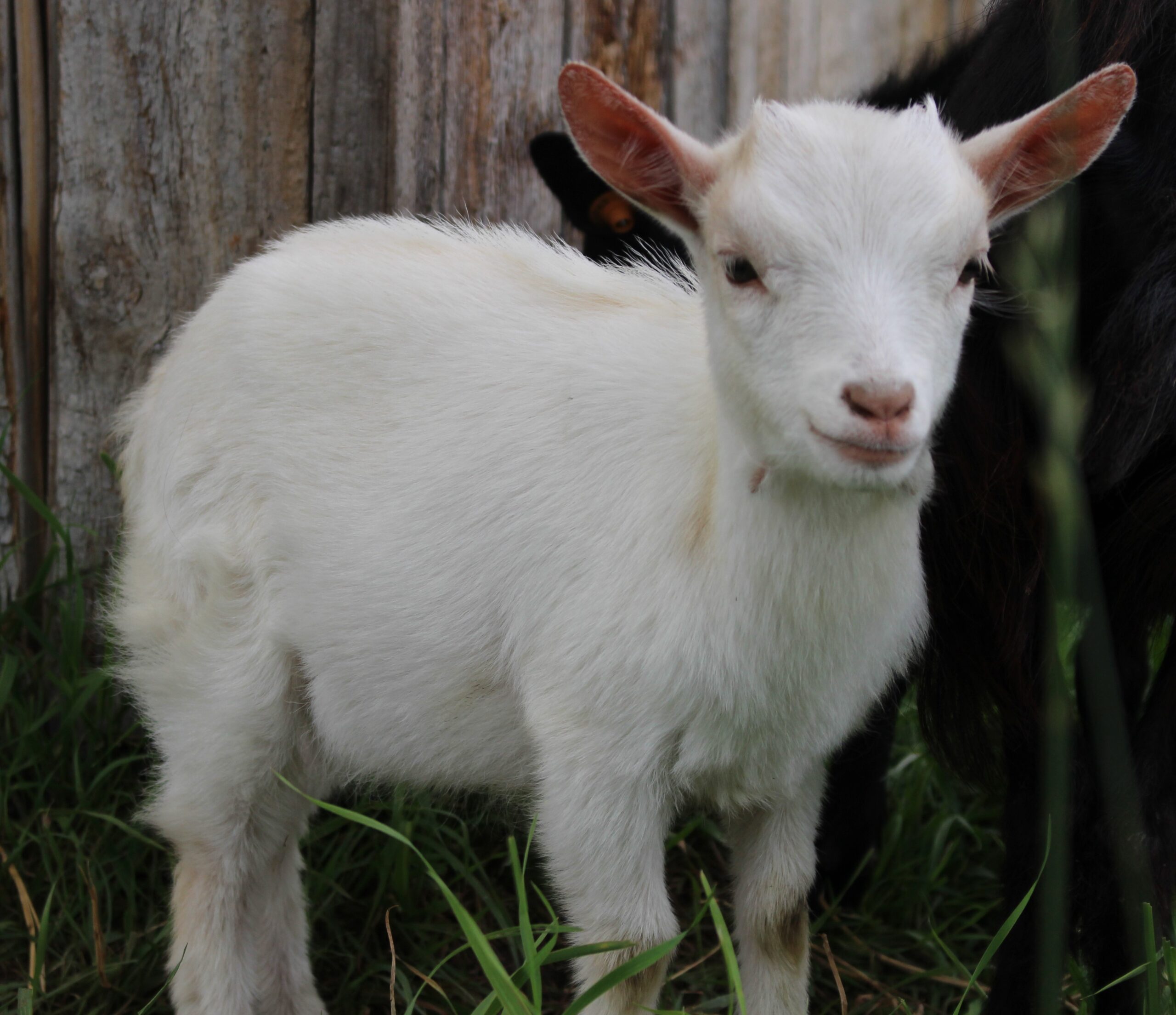 La chèvre miniature - Tiny Fairy House