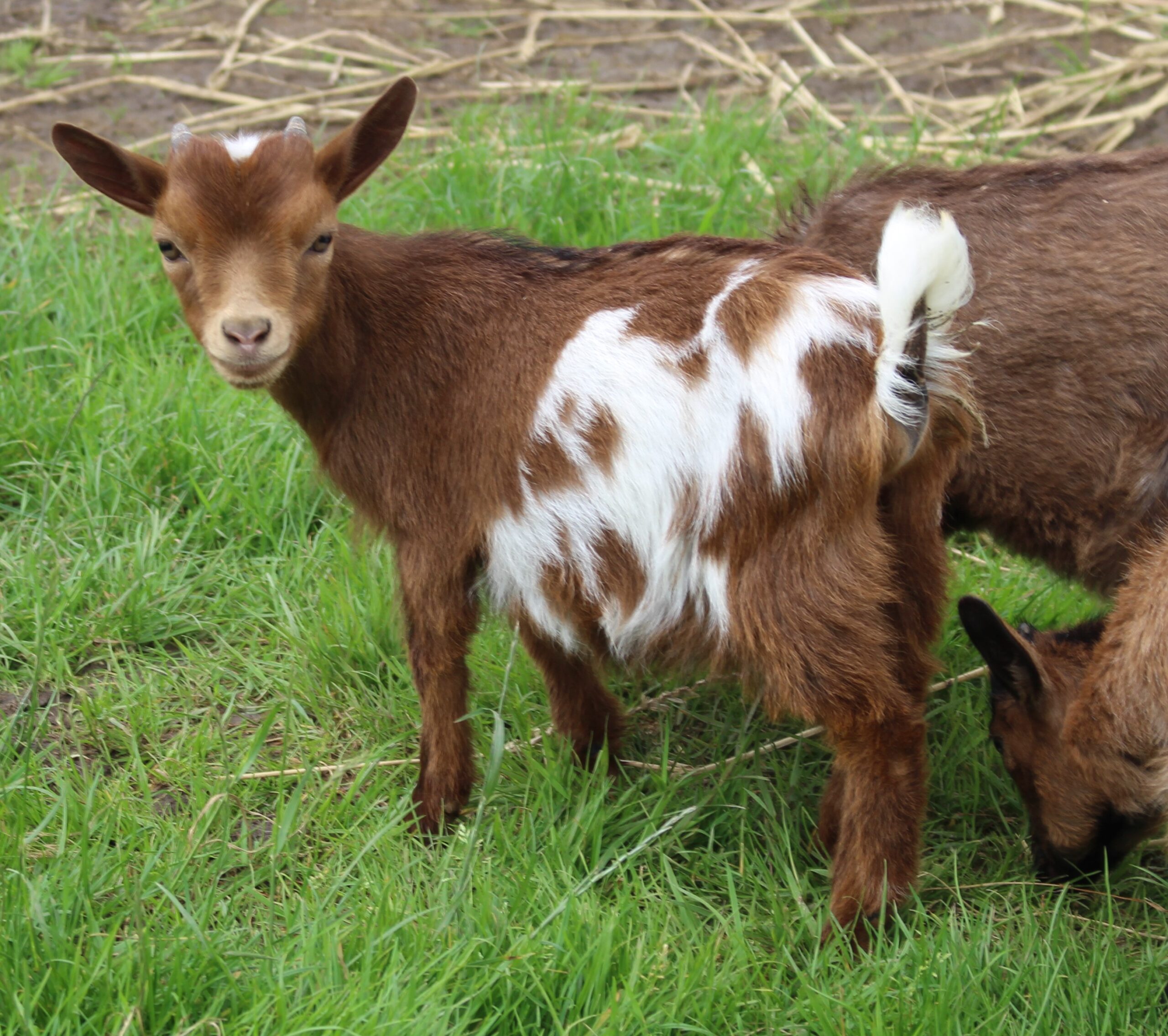 La chèvre miniature - Tiny Fairy House