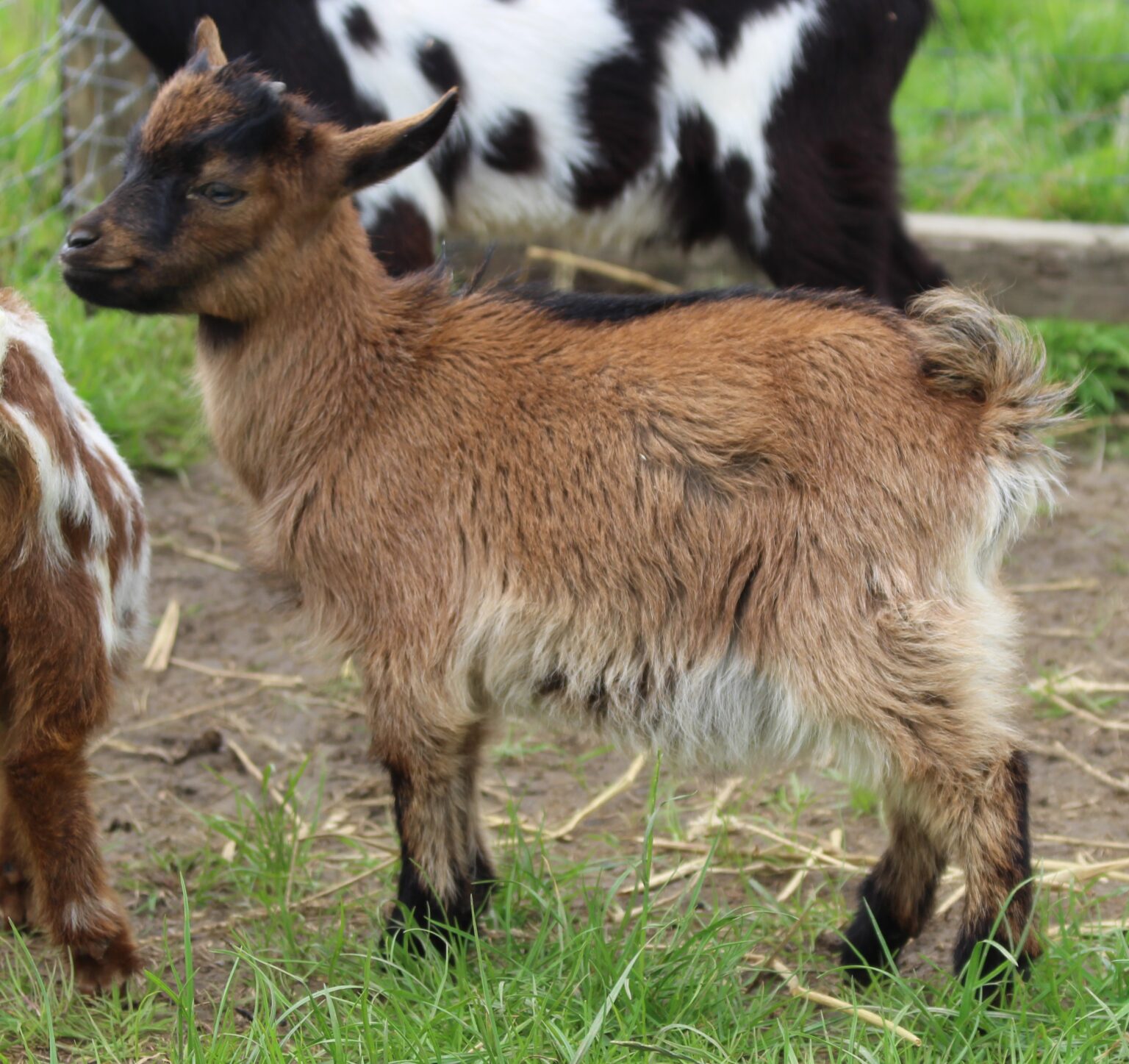 La chèvre miniature - Tiny Fairy House